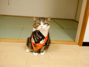 มารุ แมวกล่อง mugumogu แมวดังแดนปลาดิบ