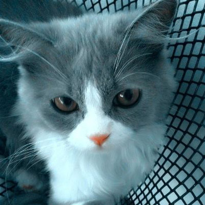 15 วิธีดูแล แมวเปอร์เซีย - Persian cat แมวขนฟูสุดน่ารักของเรา