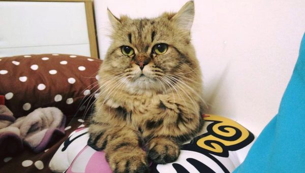 15 วิธีดูแล แมวเปอร์เซีย - Persian cat แมวขนฟูสุดน่ารักของเรา