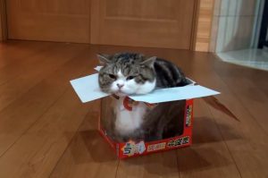 มารุ แมวกล่อง mugumogu แมวดังแดนปลาดิบ